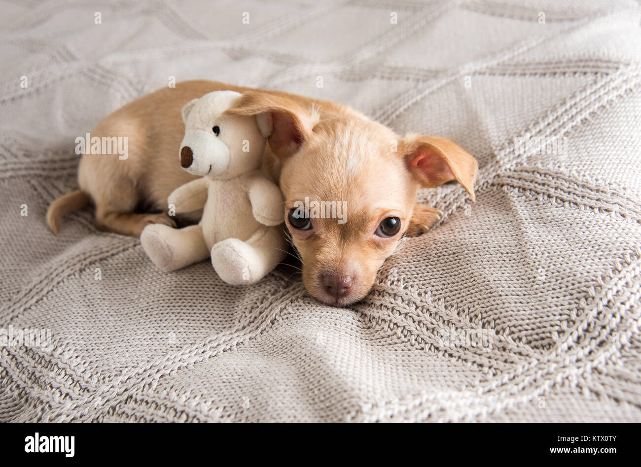 Tiny Puppy Falling Asleep on Bed Stock Photo - Alamy