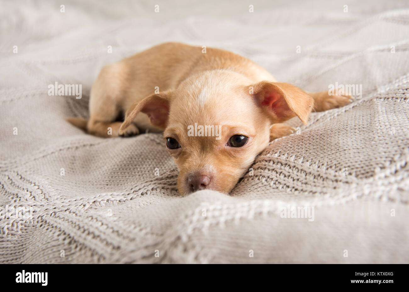 Tiny Puppy Falling Asleep on Bed Stock Photo - Alamy