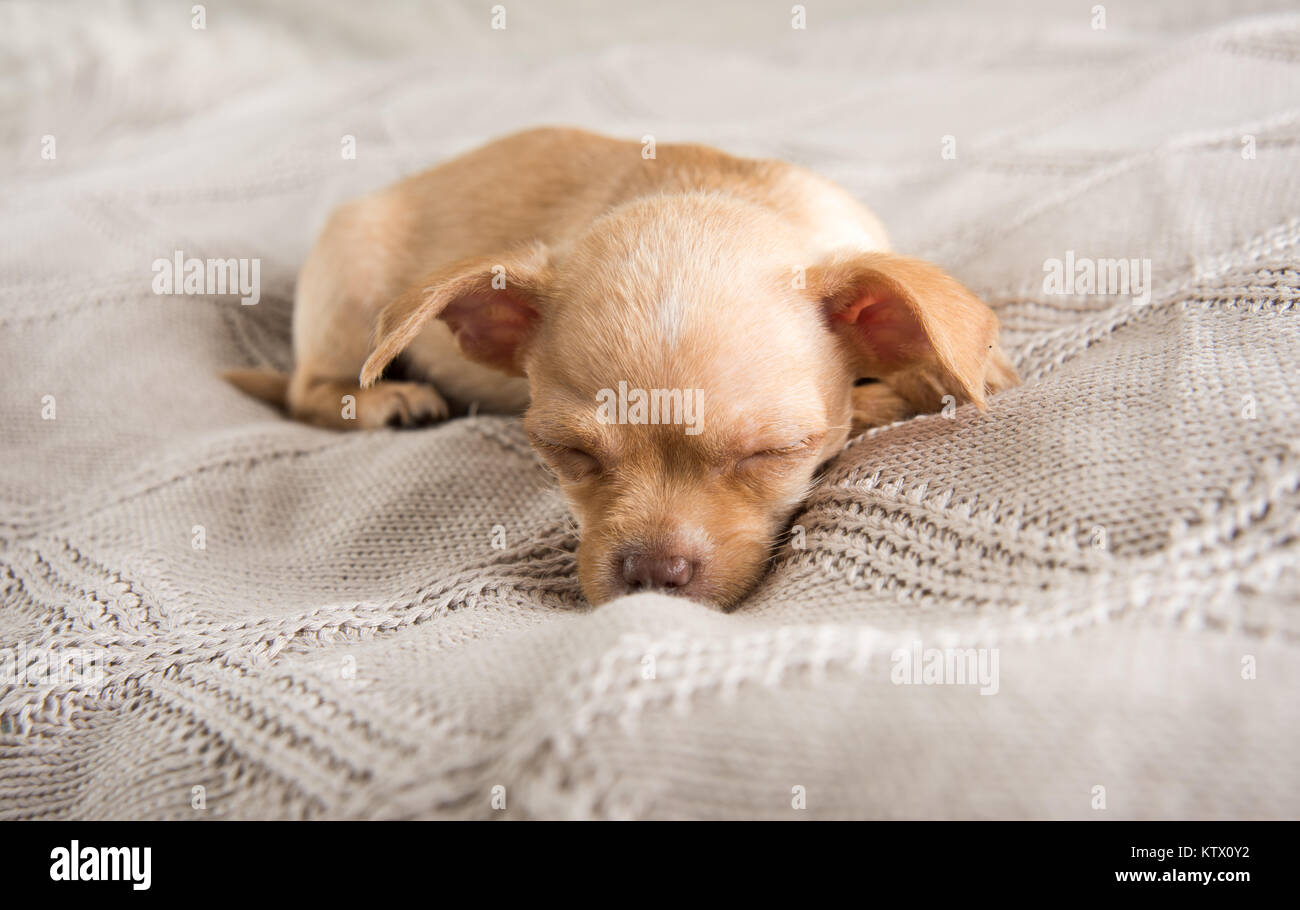 Tiny Puppy Falling Asleep on Bed Stock Photo - Alamy