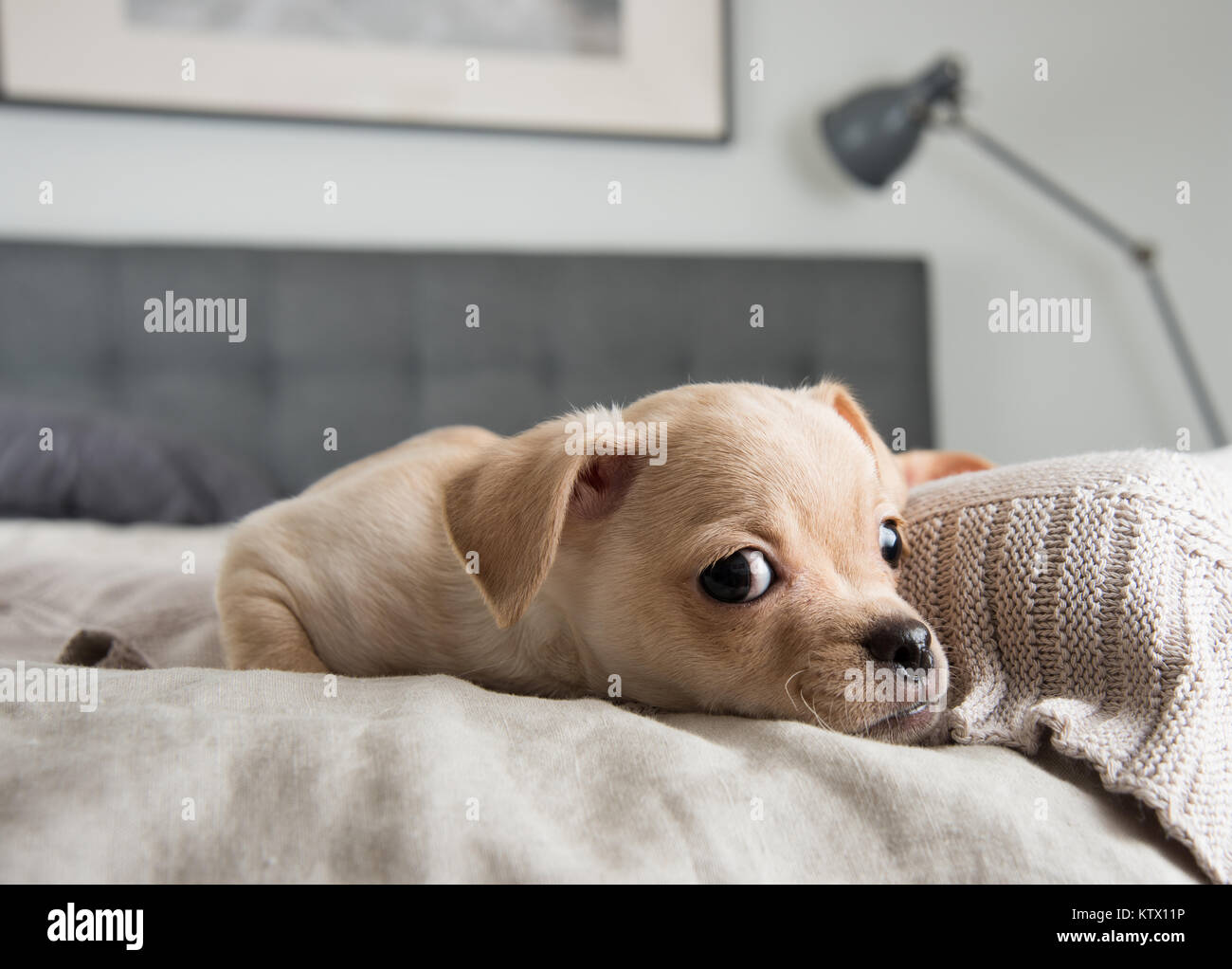 Tiny Puppy Falling Asleep on Bed Stock Photo - Alamy
