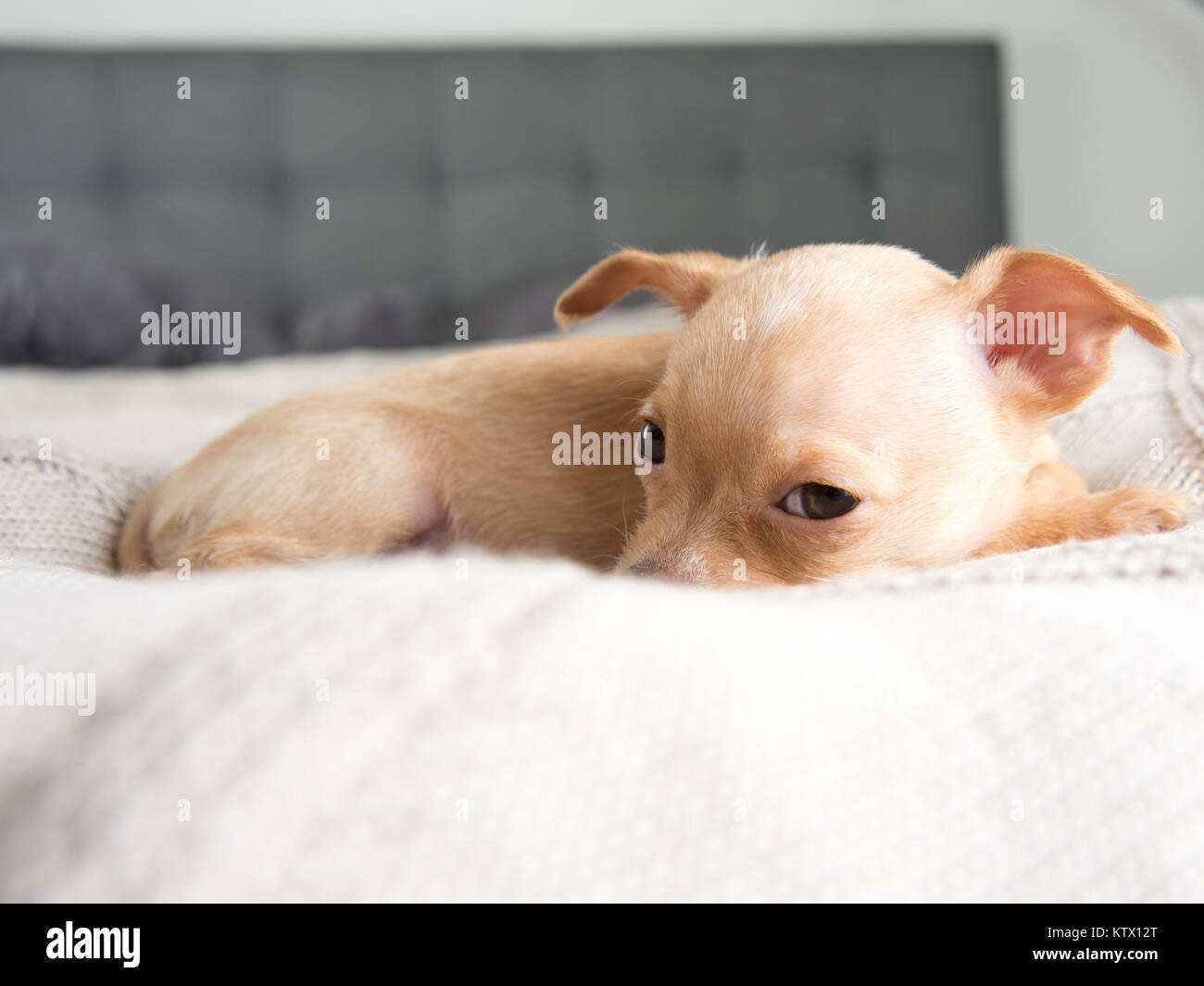 Tiny Puppy Falling Asleep on Bed Stock Photo - Alamy