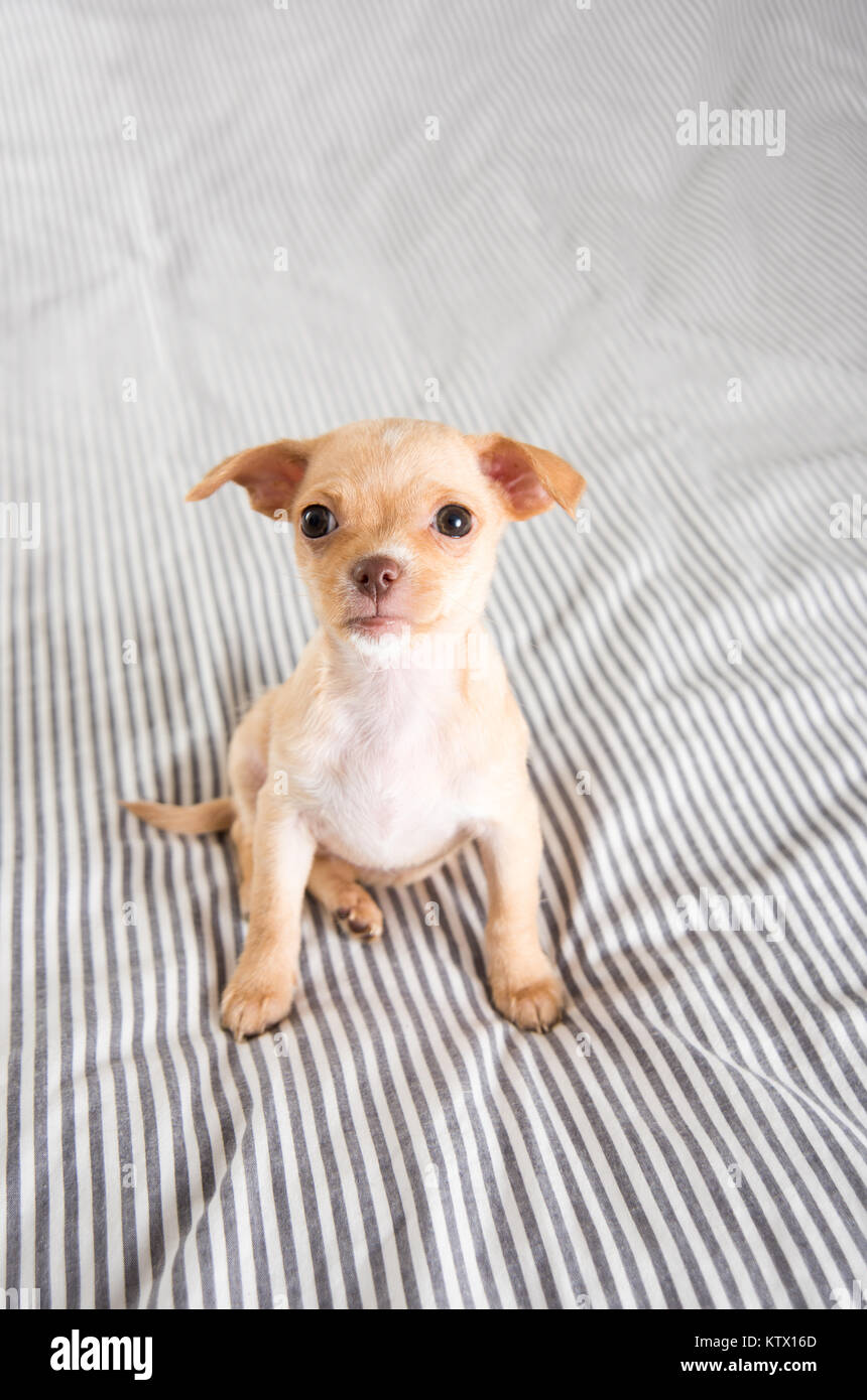 Tiny Puppy Falling Asleep on Bed Stock Photo - Alamy