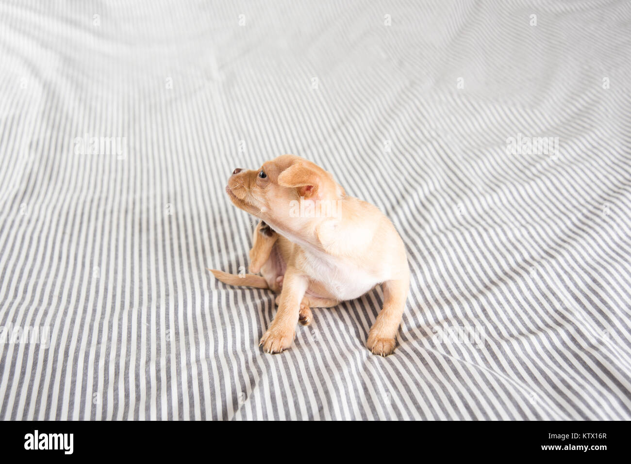 Tiny Puppy Falling Asleep on Bed Stock Photo - Alamy
