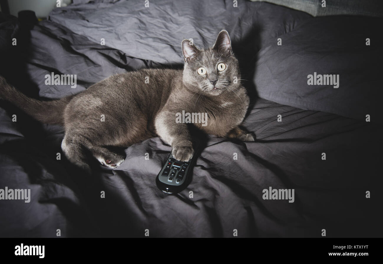 Cat Watching Television High Resolution Stock Photography and Images ...
