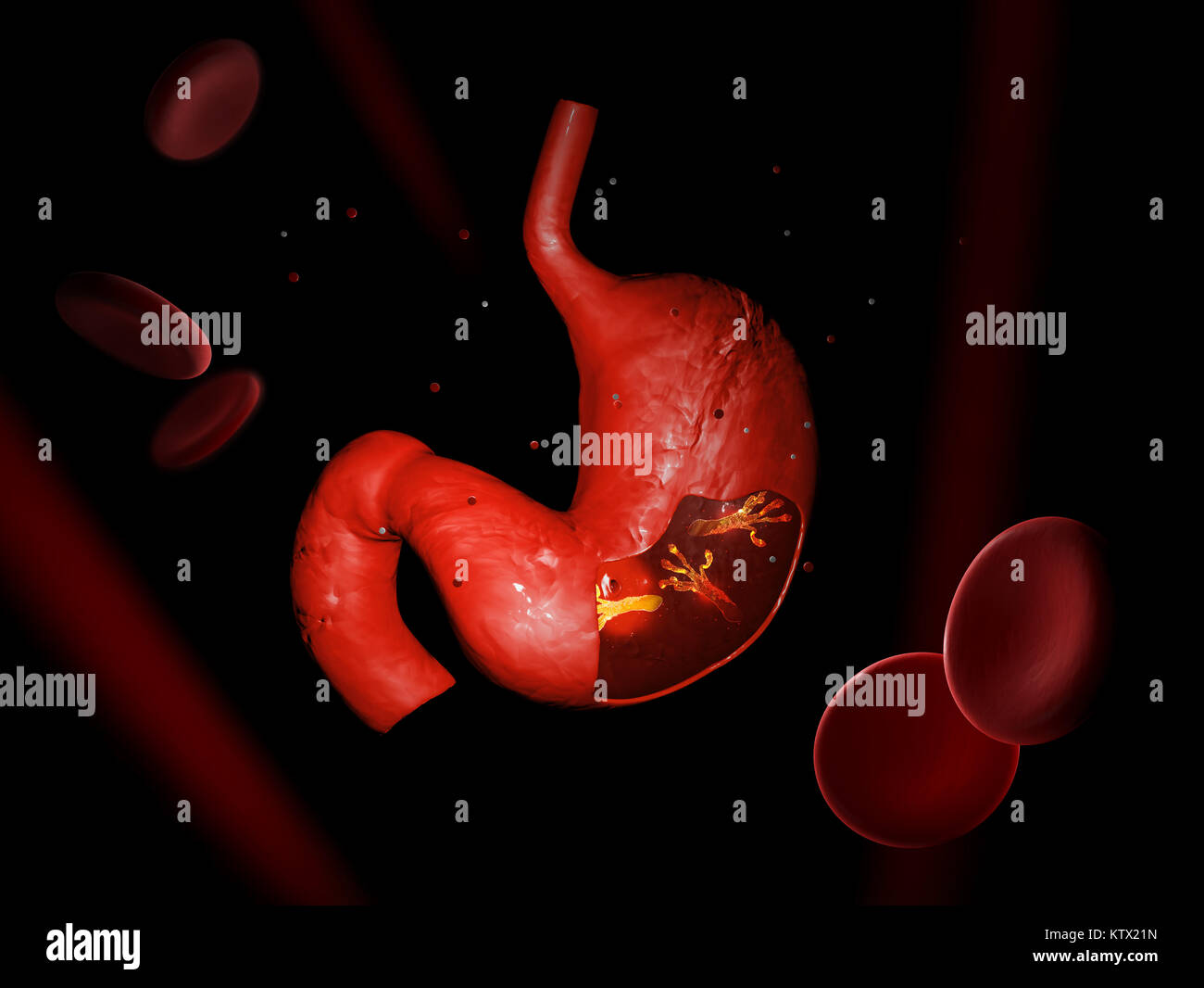 Microaerophilic bacteria hi-res stock photography and images - Alamy