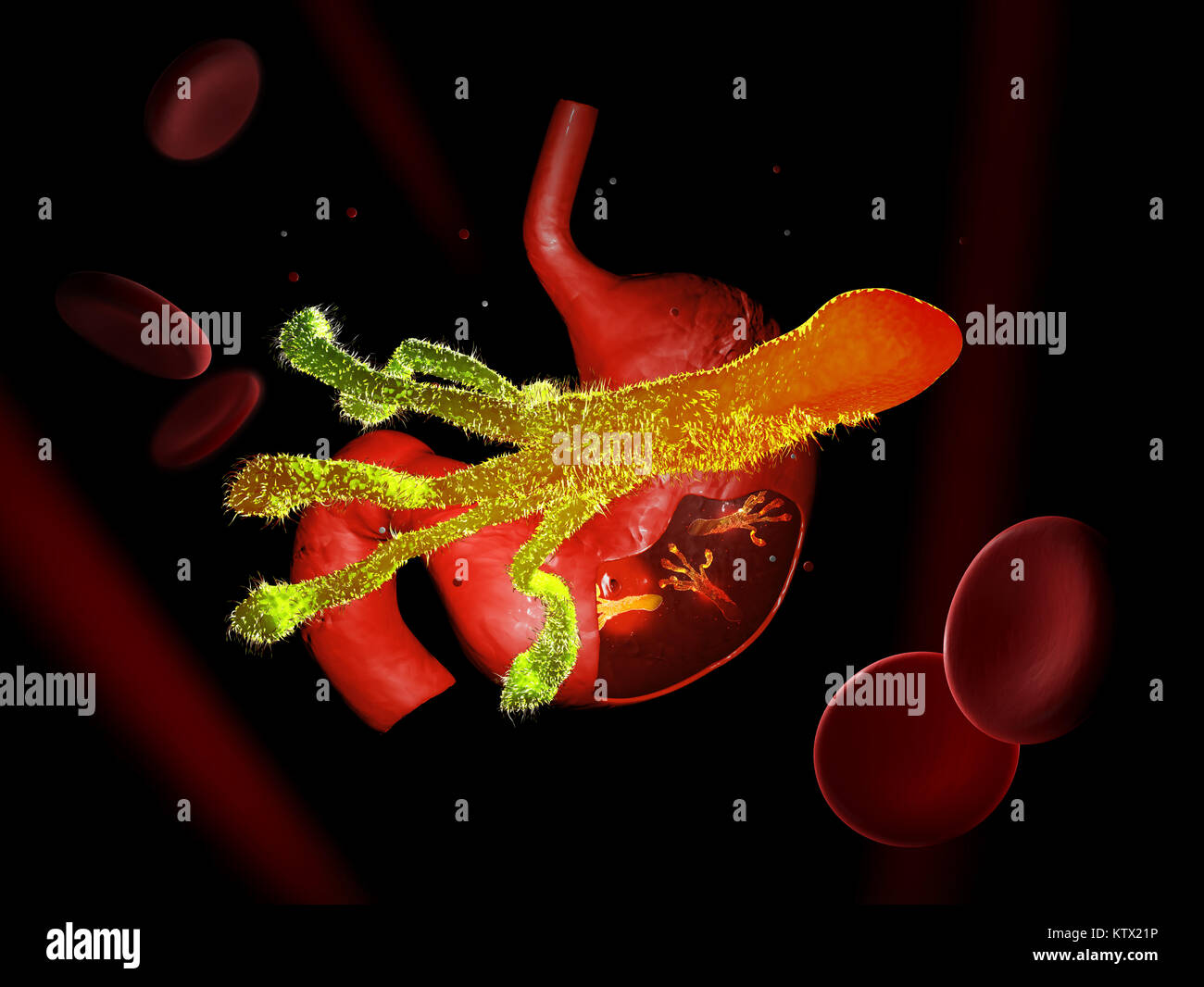 Helicobacter pylori stomach hi-res stock photography and images - Alamy
