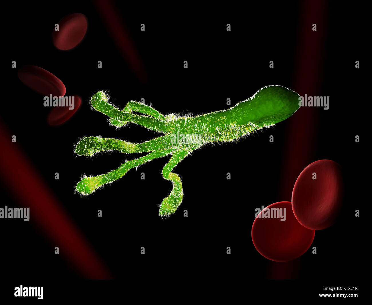 Helicobacter pylori hi-res stock photography and images - Alamy