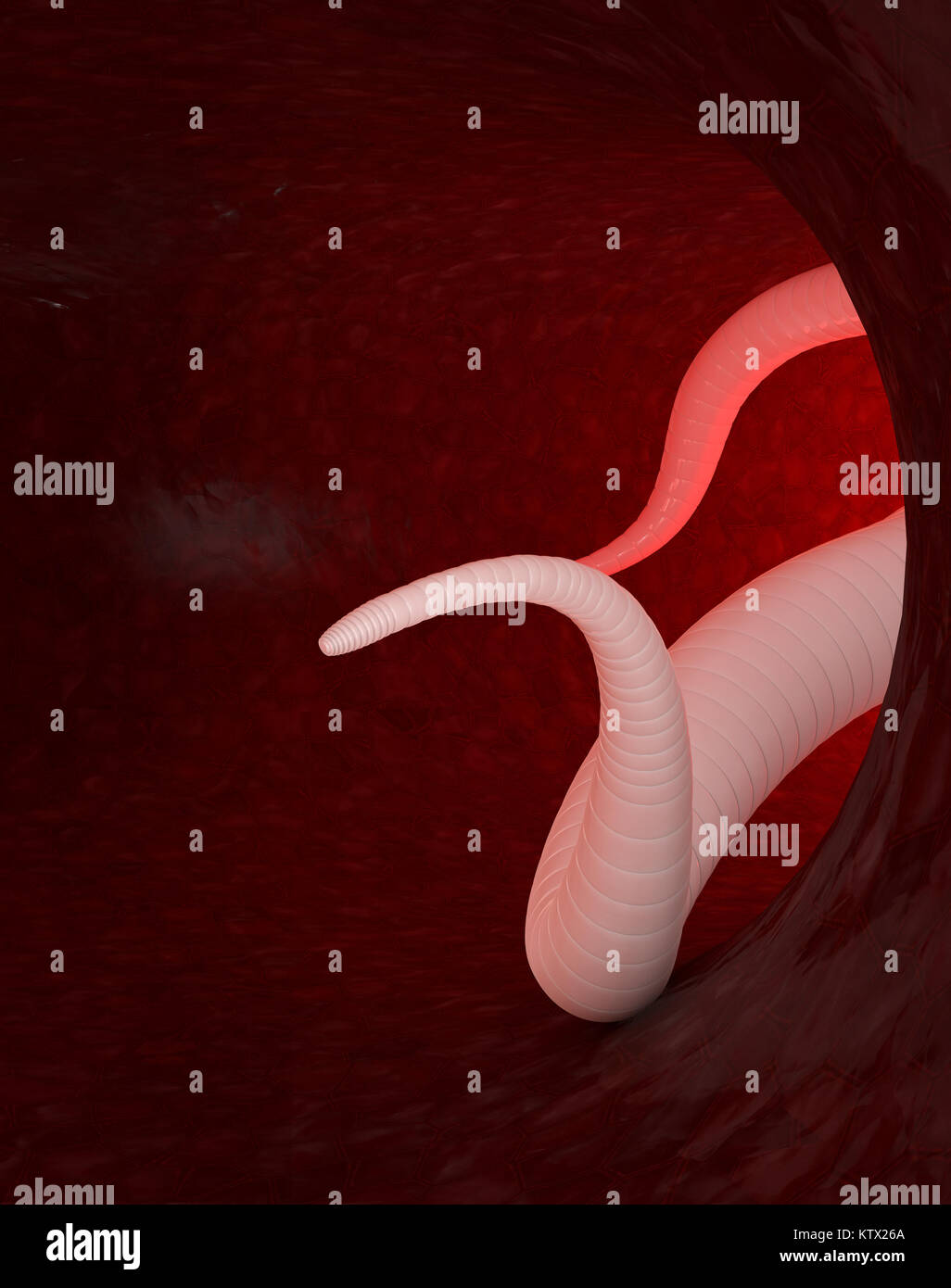 Helminth hi-res stock photography and images - Alamy