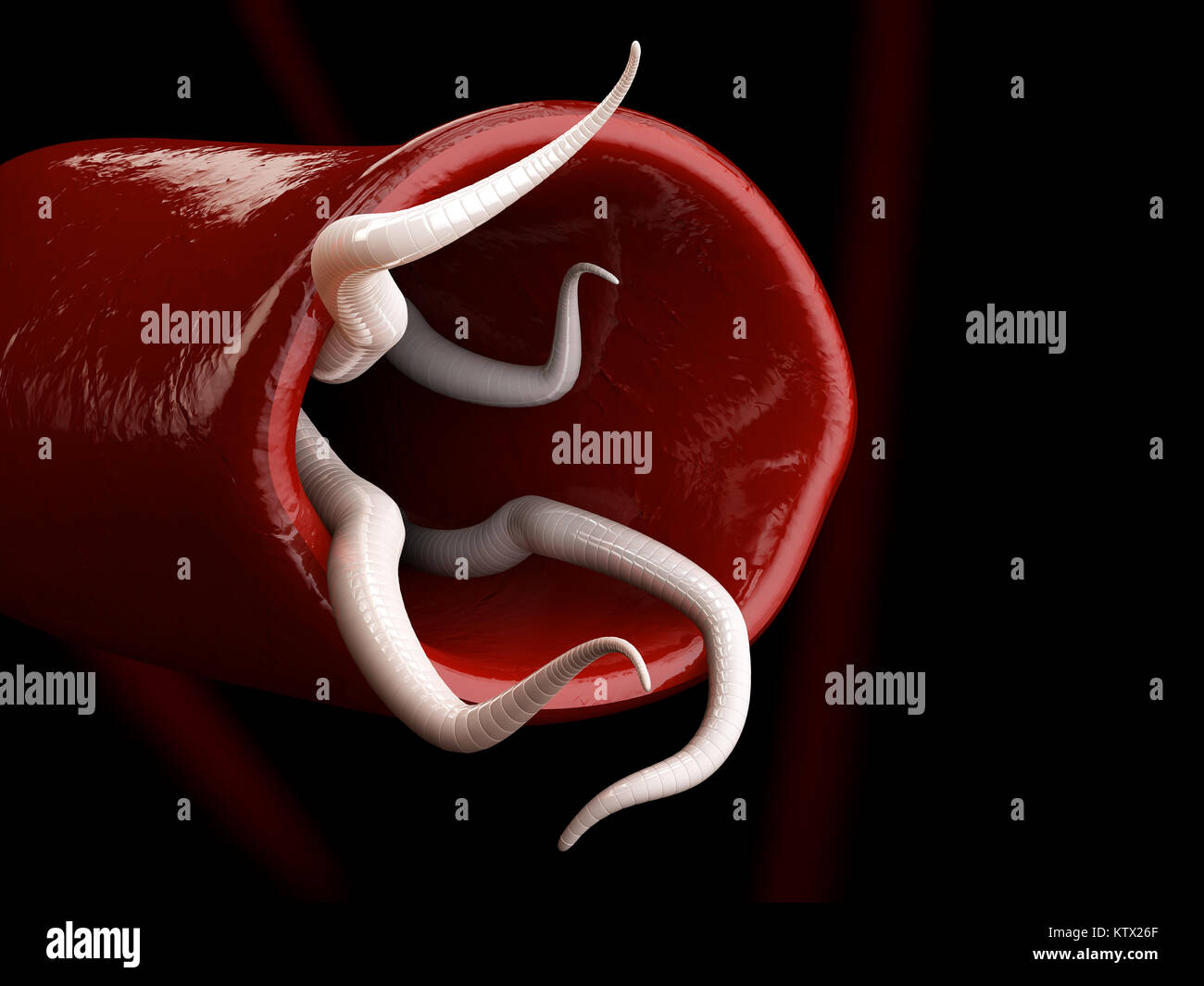 Helminths hi-res stock photography and images - Alamy