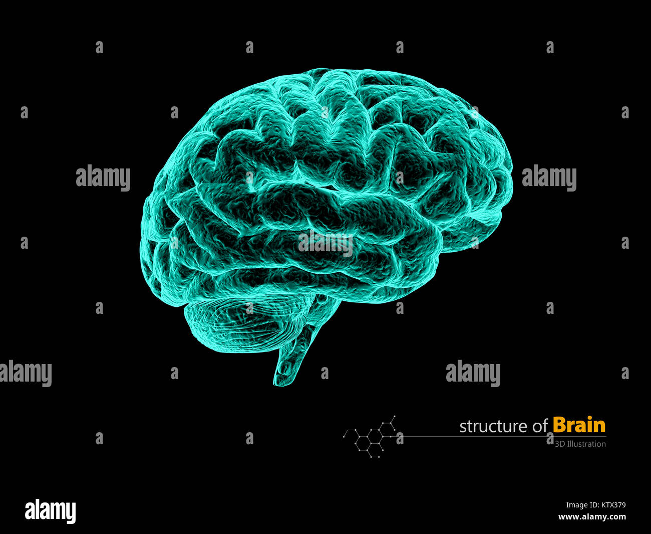 Human brain x-ray, anatomy structure. Human brain anatomy 3d ...