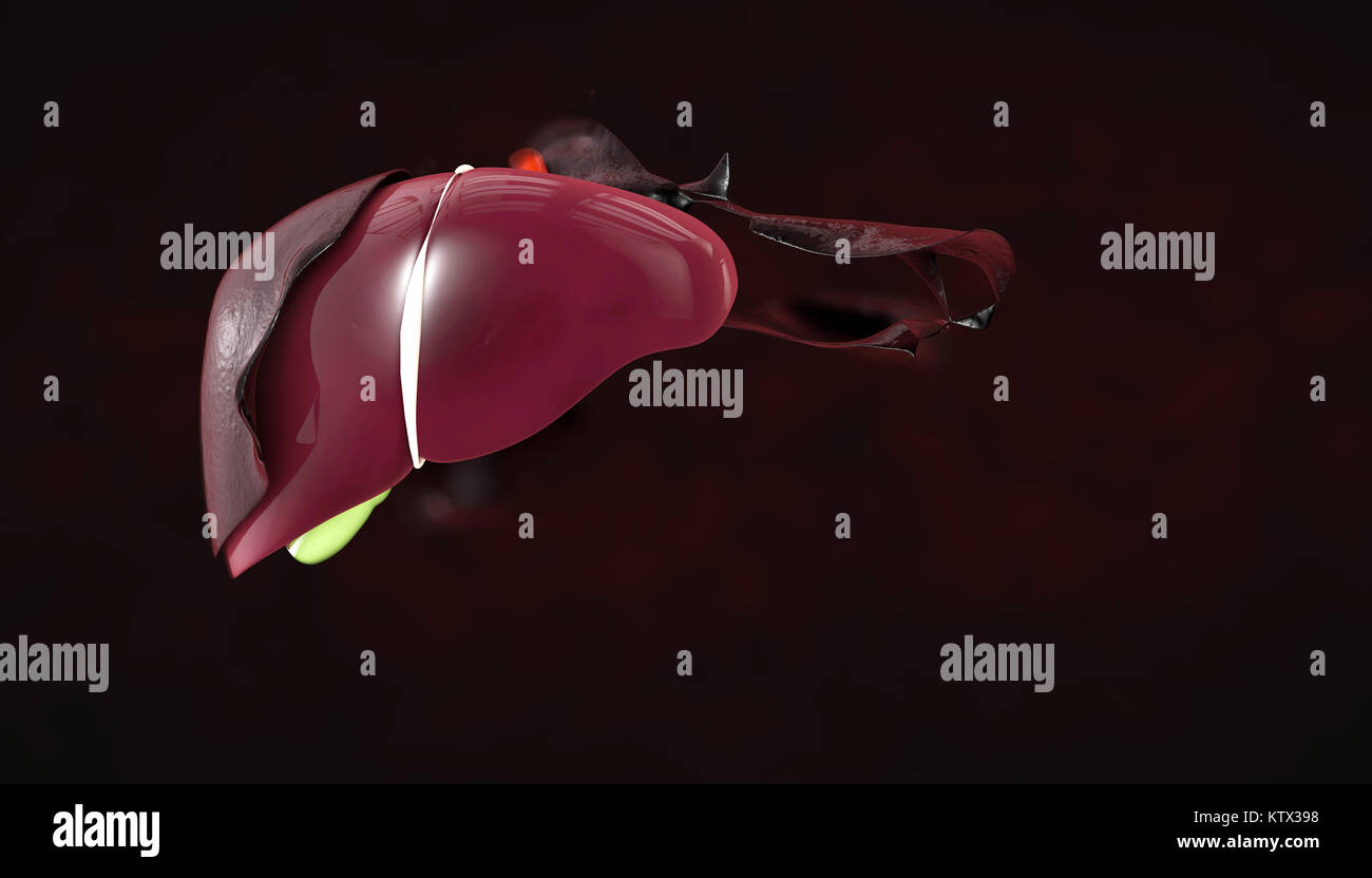 Human Liver renewed and protected. Medical science 3d illustration ...