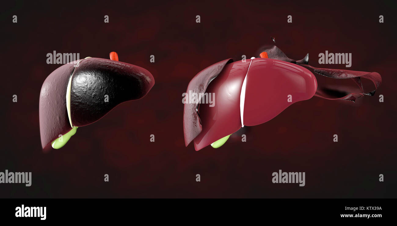 Liveranatomy hi-res stock photography and images - Alamy