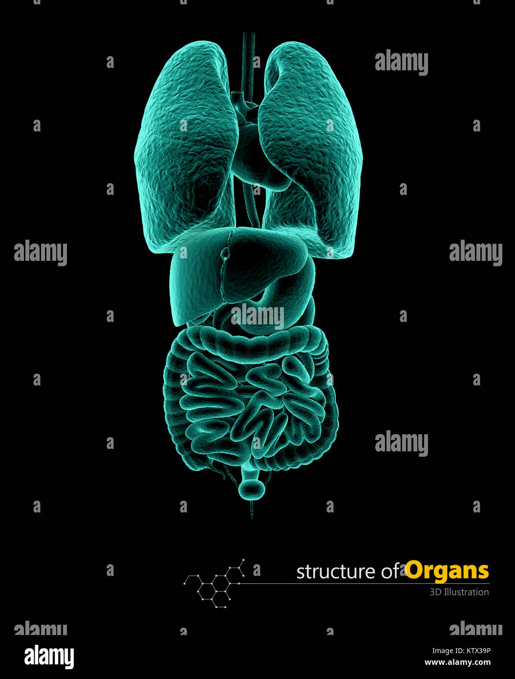 x-ray internal organs set, 3d Illustartion isolated black background ...