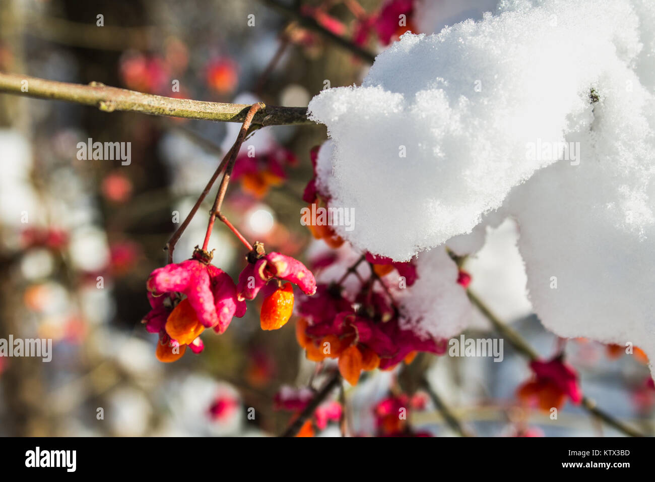 Spindleberry Stock Photos & Spindleberry Stock Images - Alamy