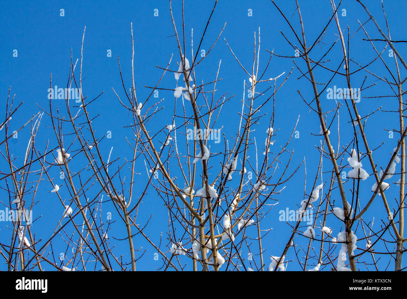 Twigs of tree covered of hoarfrost and snow on background of winter ...