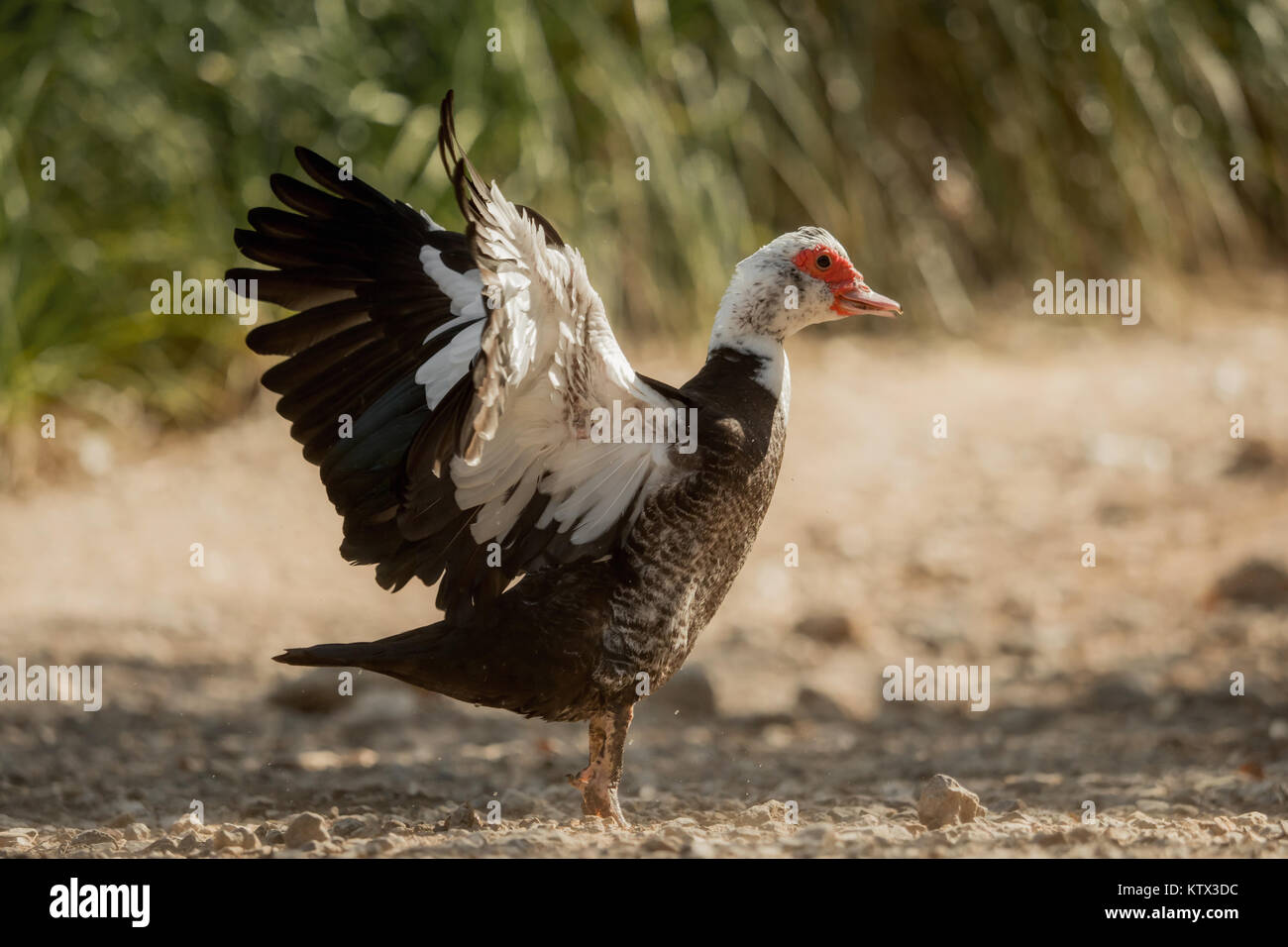 Domesticated muscovy duck hi-res stock photography and images - Alamy