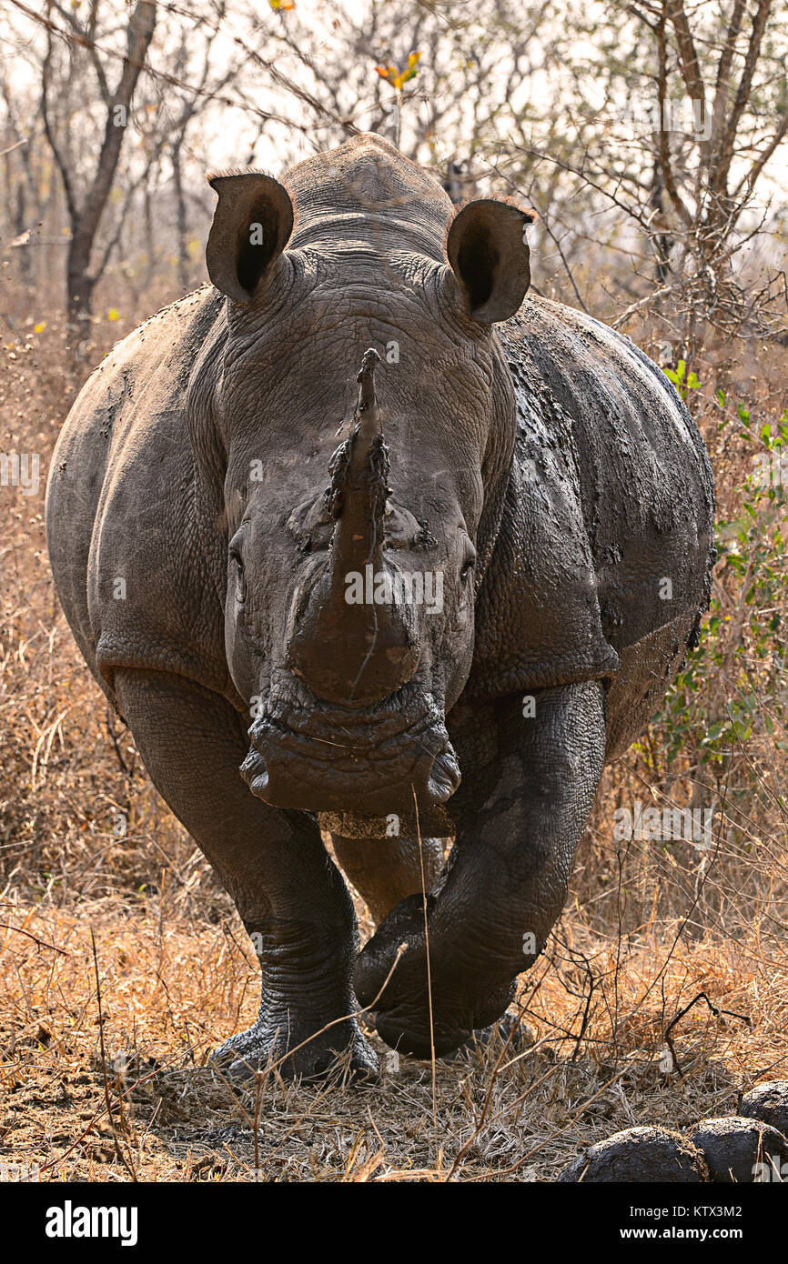 Rhinocerous horn hi-res stock photography and images - Alamy