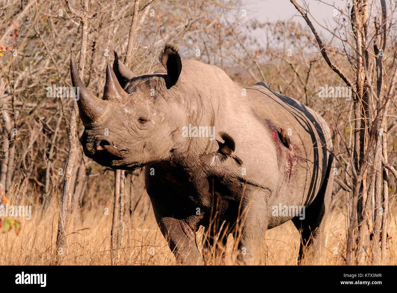 Rhinoceros Fighting