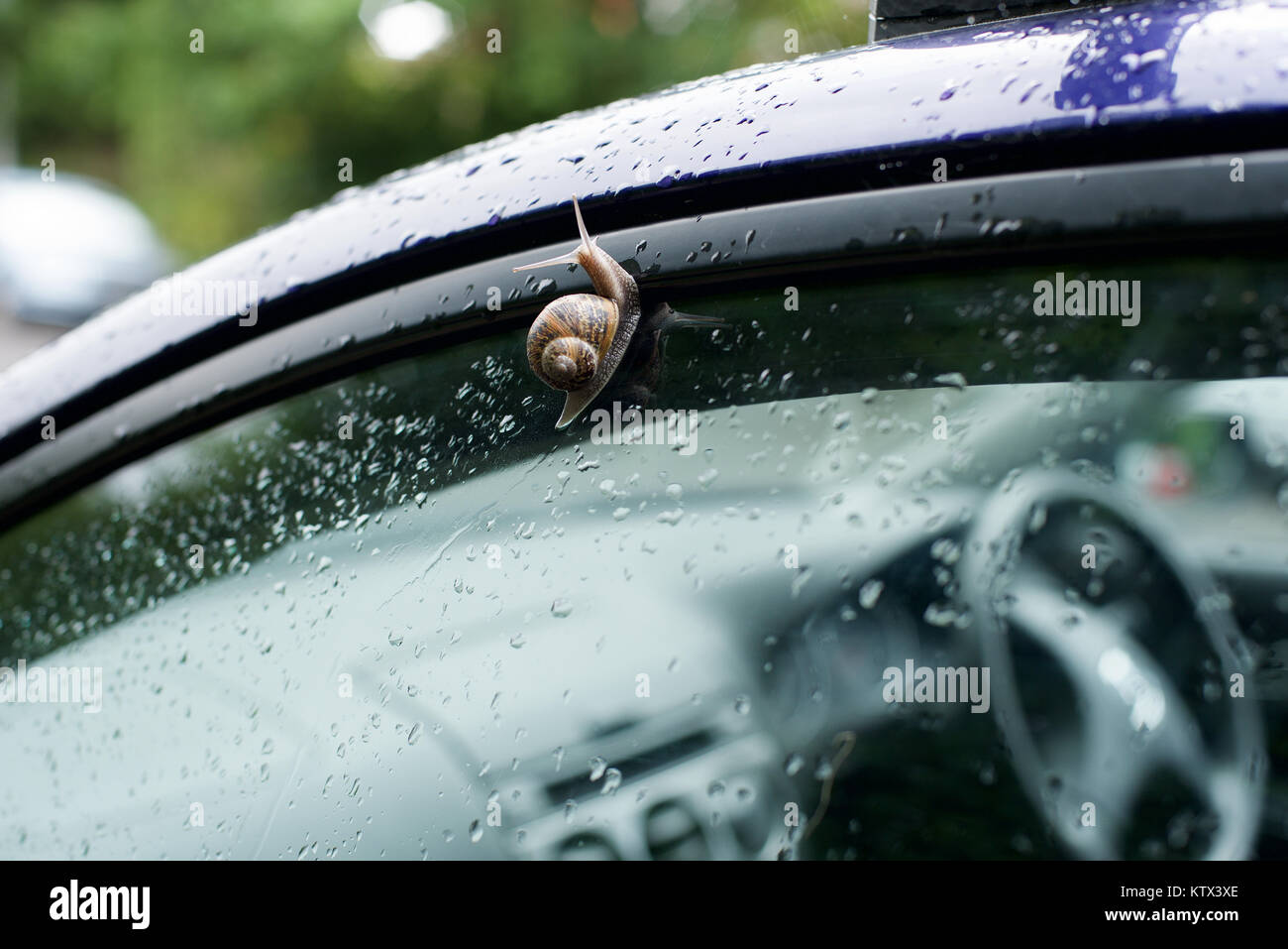 Snail on a car window covered in raindrops Stock Photo - Alamy