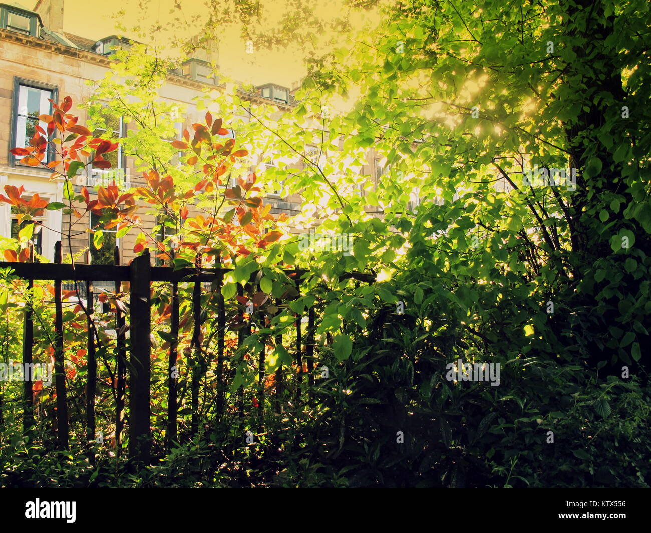 sunny bright garden trees dappled light through leafs Victorian ...