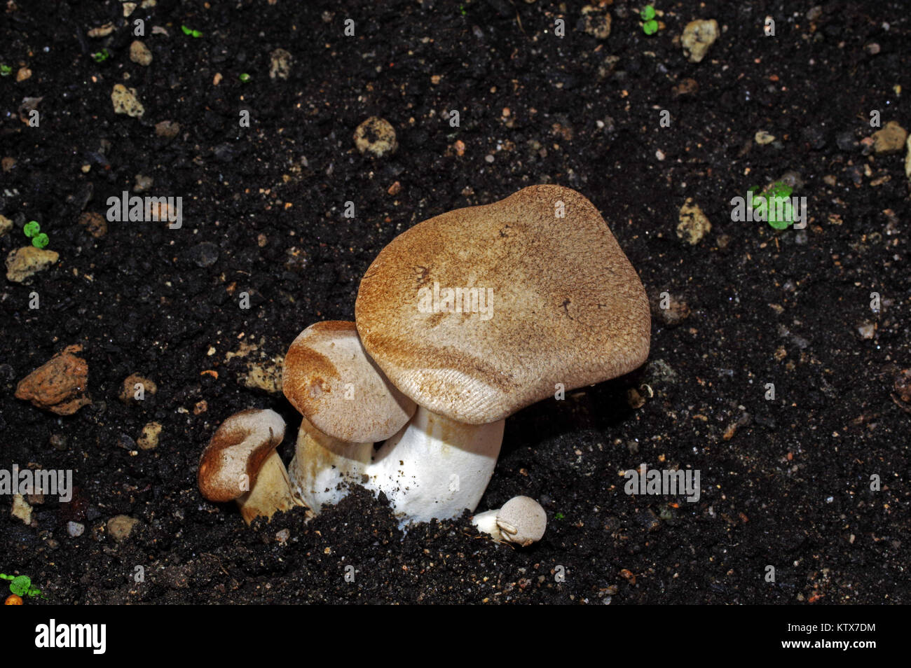 Royal oyster mushrooms hi-res stock photography and images - Alamy
