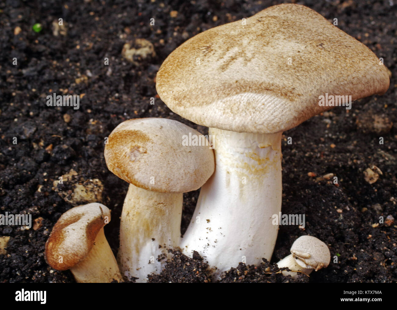 Royal oyster mushrooms hi-res stock photography and images - Alamy