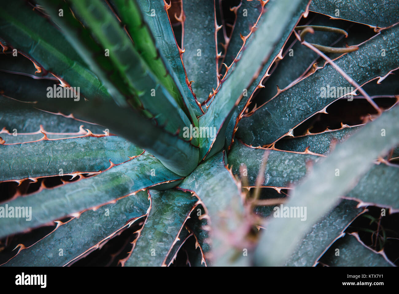 Green agave plant hawaii hi-res stock photography and images - Alamy