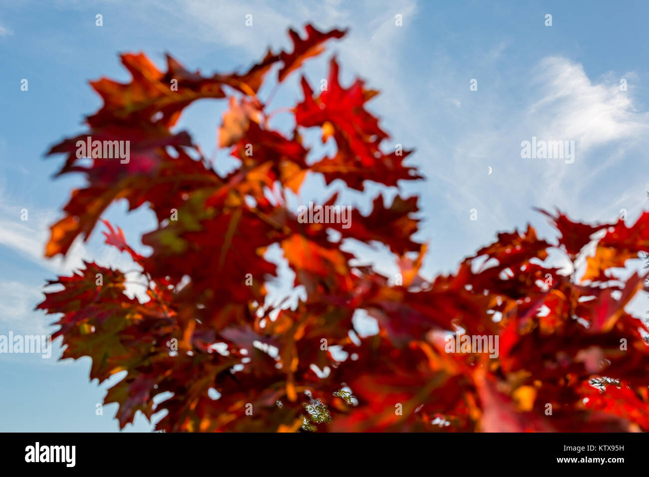 Half Moon in a frame of blurred oriental plane tree, Platanus ...