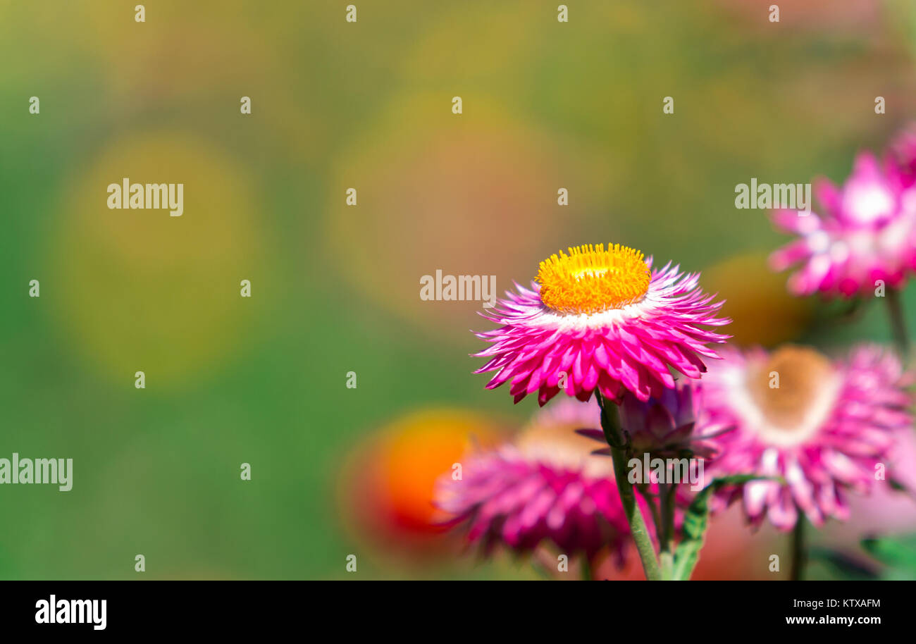 pink everlasting flower in garden with blur background in north ...