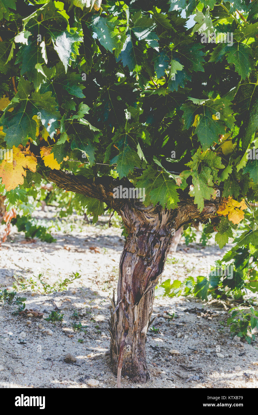 Grape trunk. Grapevine detail with trunk and earth Stock Photo - Alamy