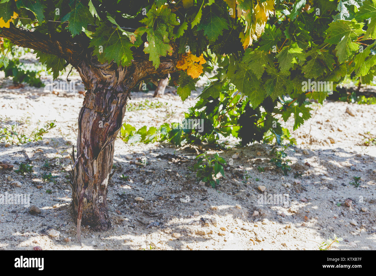 Grape trunk. Grapevine detail with trunk and earth Stock Photo - Alamy