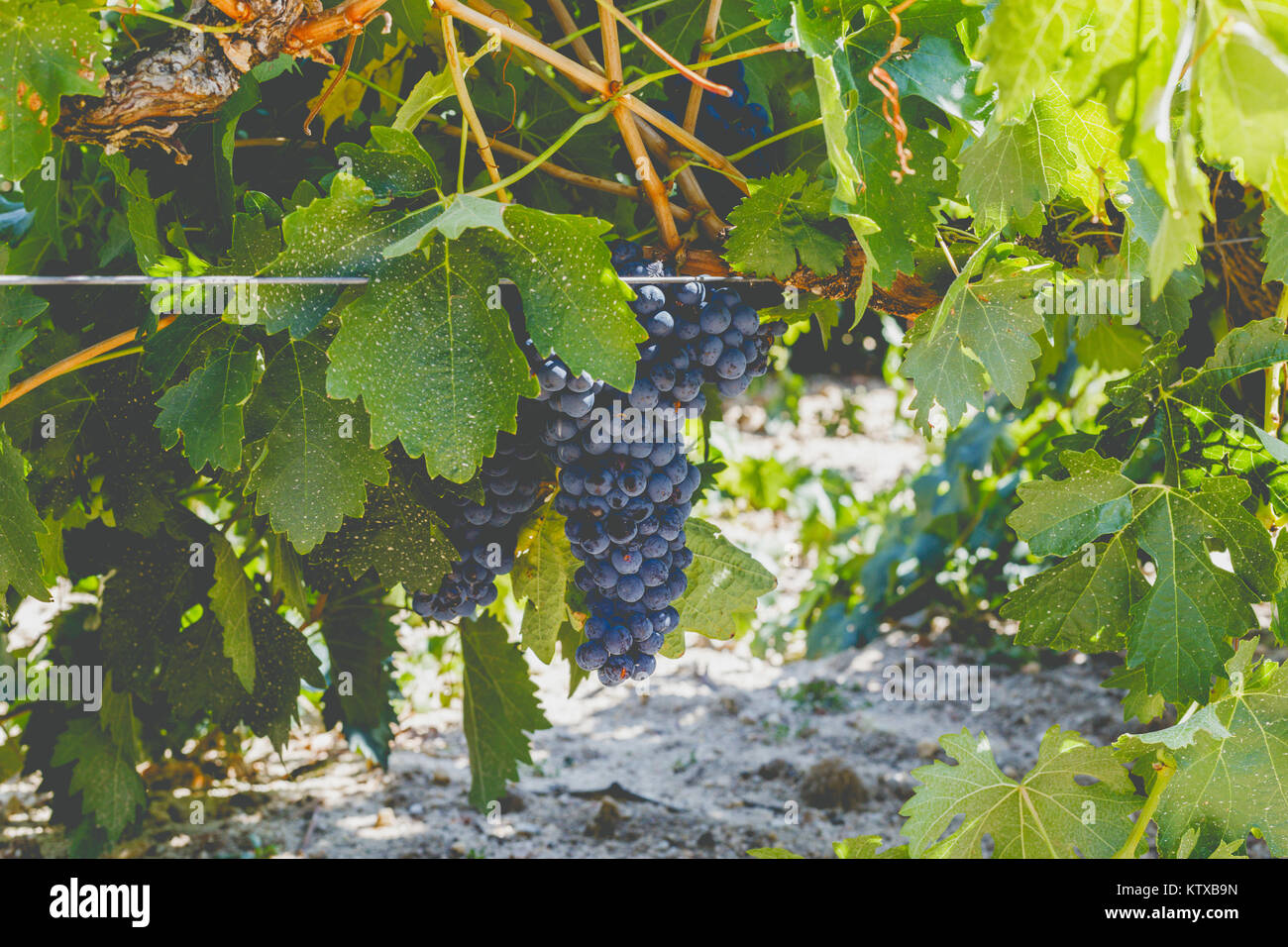 Grape trunk. Grapevine detail with trunk and earth Stock Photo - Alamy