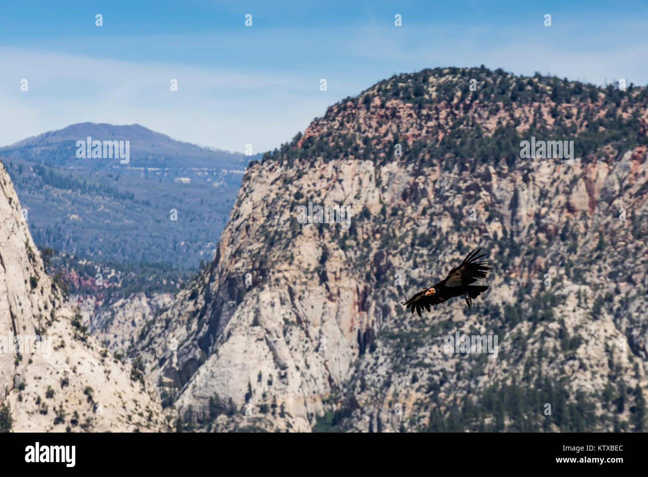An adult California condor in flight on Angel's Landing Trail in Zion ...