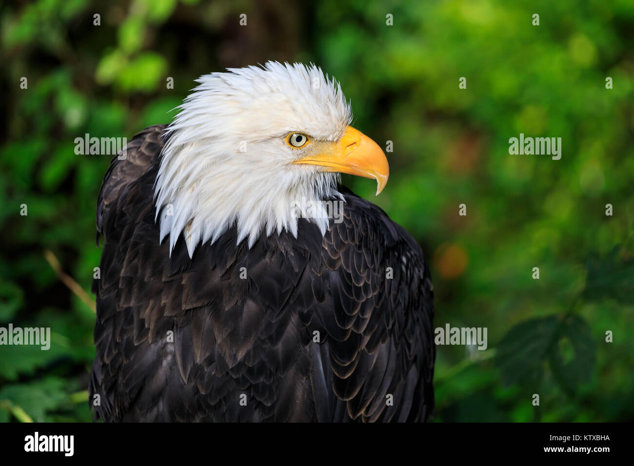 Bald eagle (Haliaeetus leucocephalus) portrait, Alaska Raptor ...