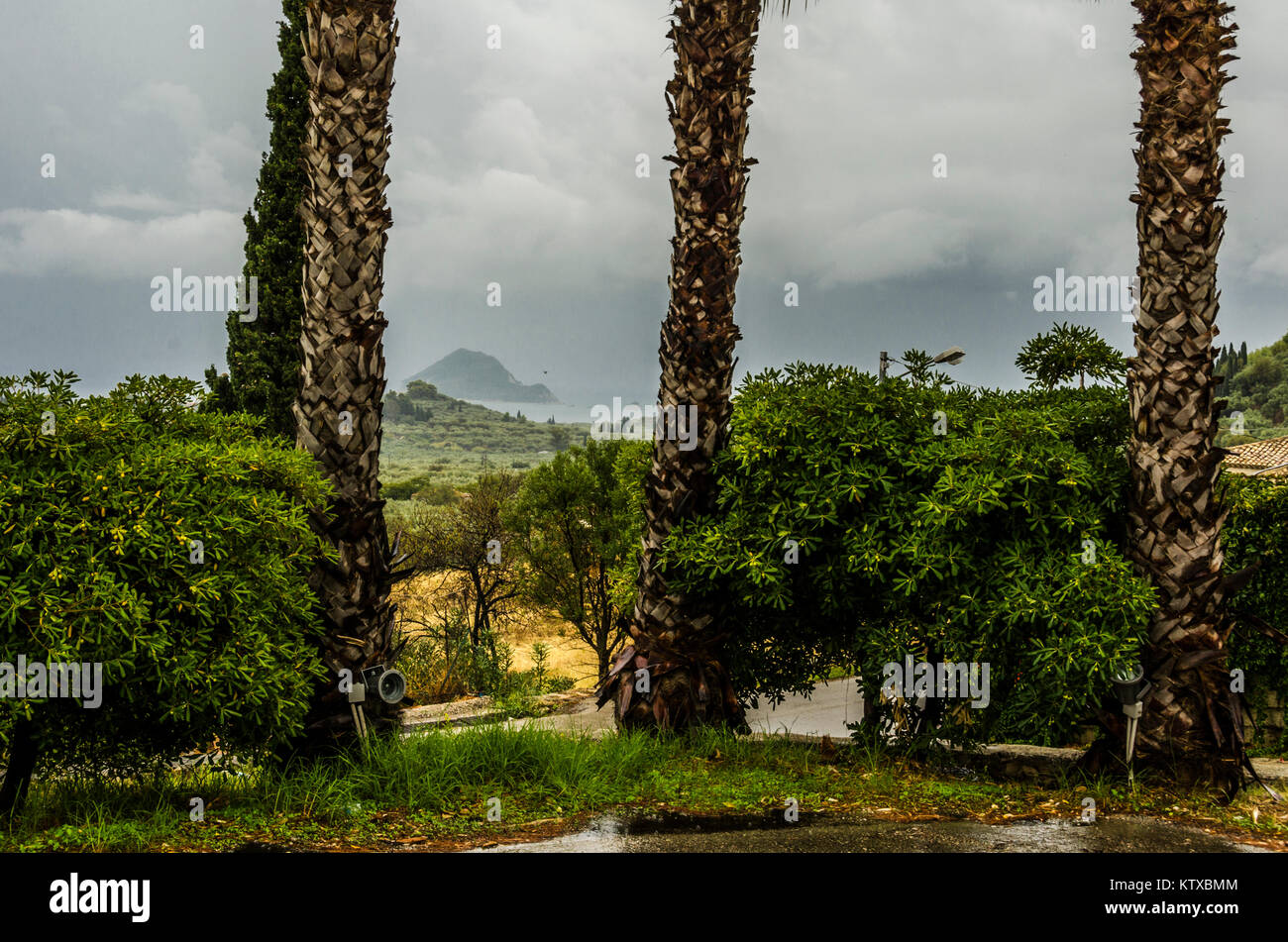 cloudy day palm trees and vegetation on the island of zakynthos in the ...