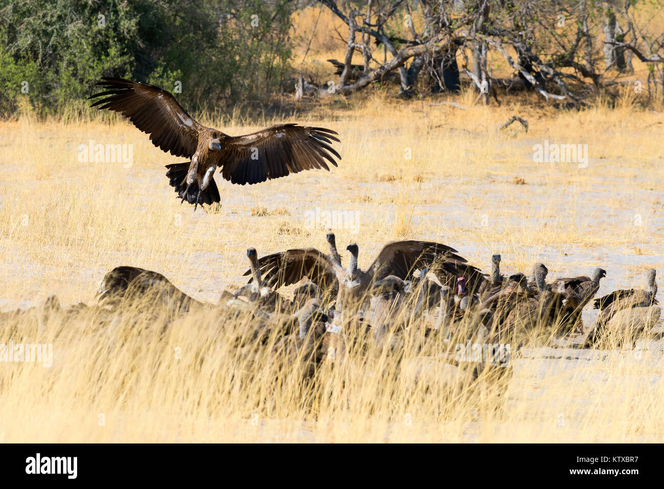 Vultures on a kill, Botswana, Africa Stock Photo - Alamy