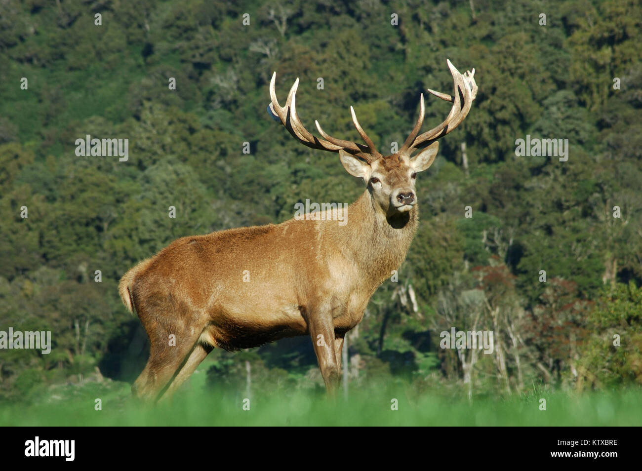 13 points hi-res stock photography and images - Alamy