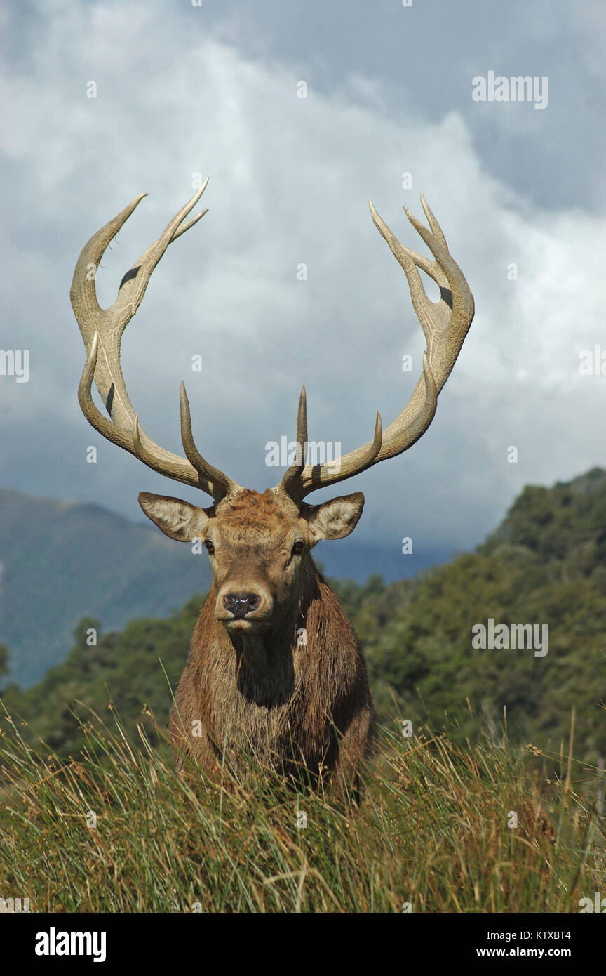 288 1 hi-res stock photography and images - Alamy