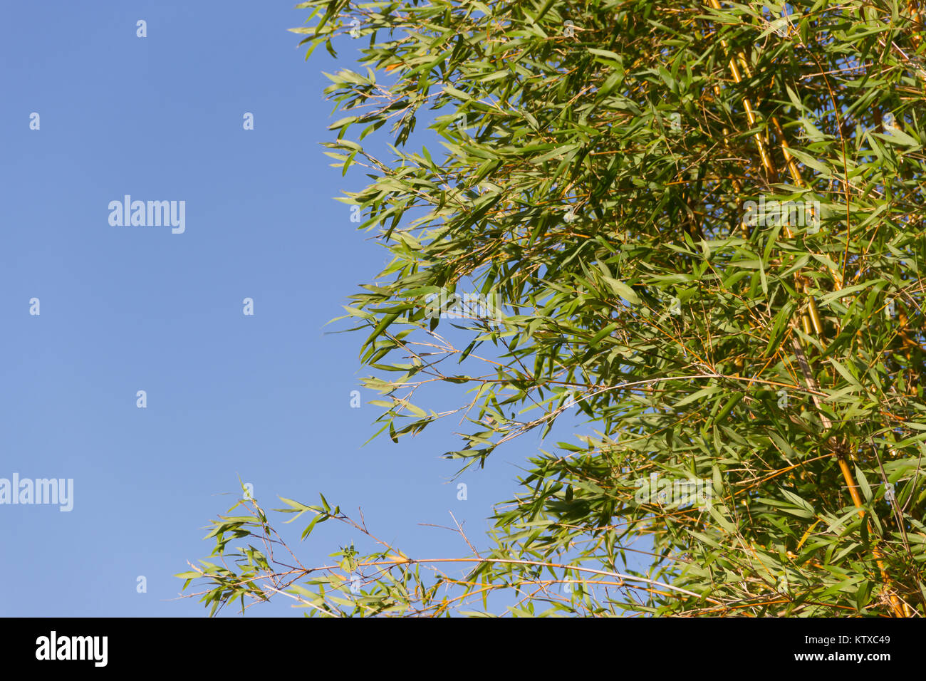 bambu cane on the banks of the river in the city of federation province ...