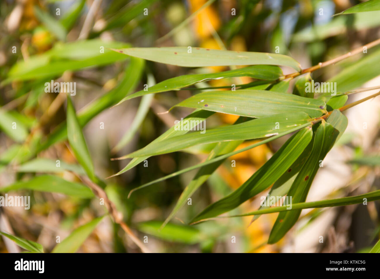 bambu cane on the banks of the river in the city of federation province ...