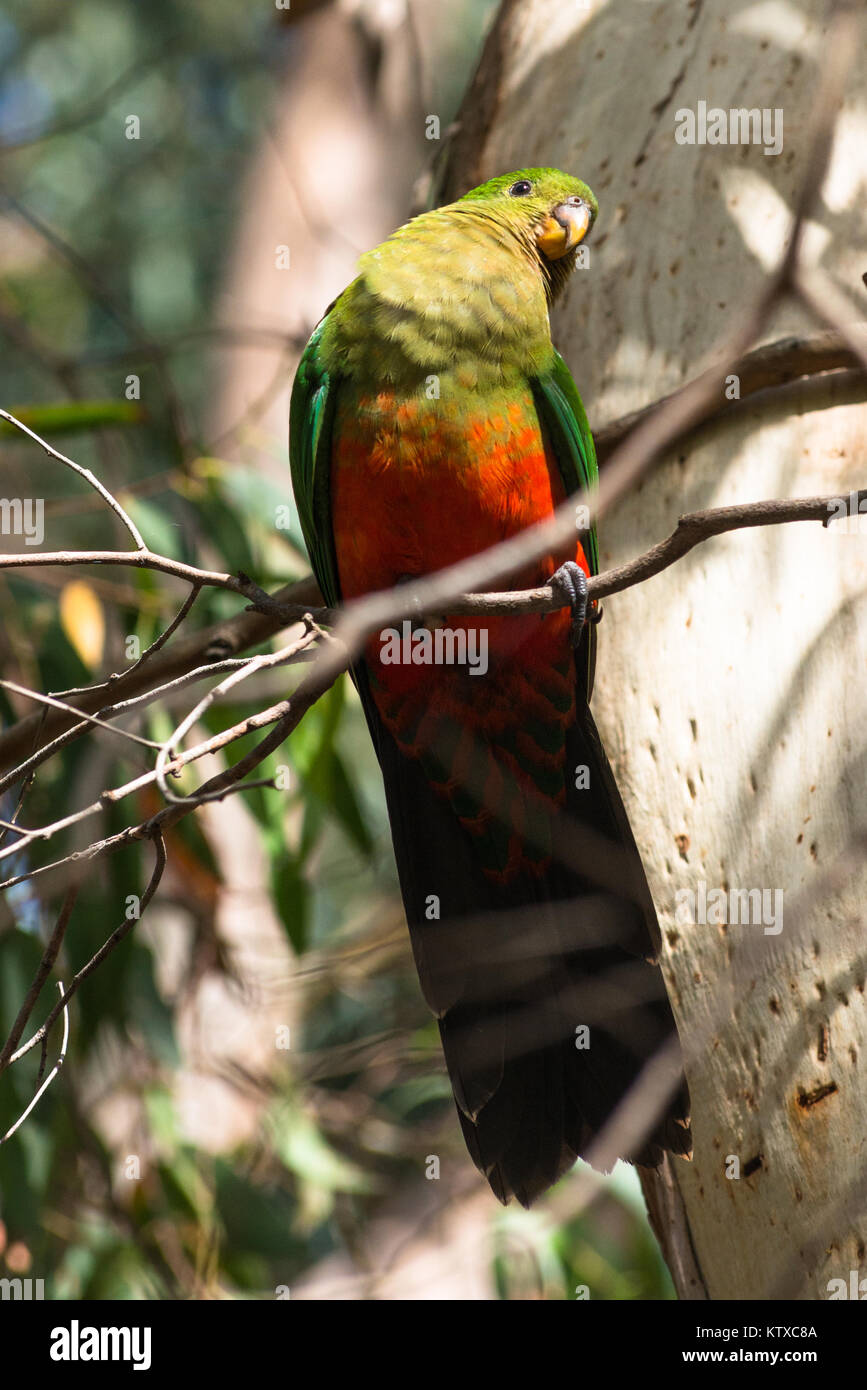 Red winged parrot hi-res stock photography and images - Alamy