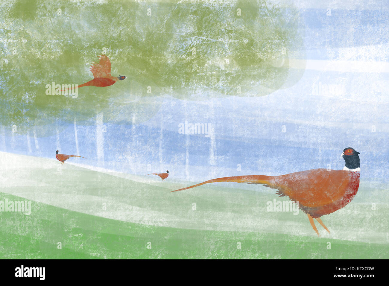 Pheasant drawing hi-res stock photography and images - Alamy