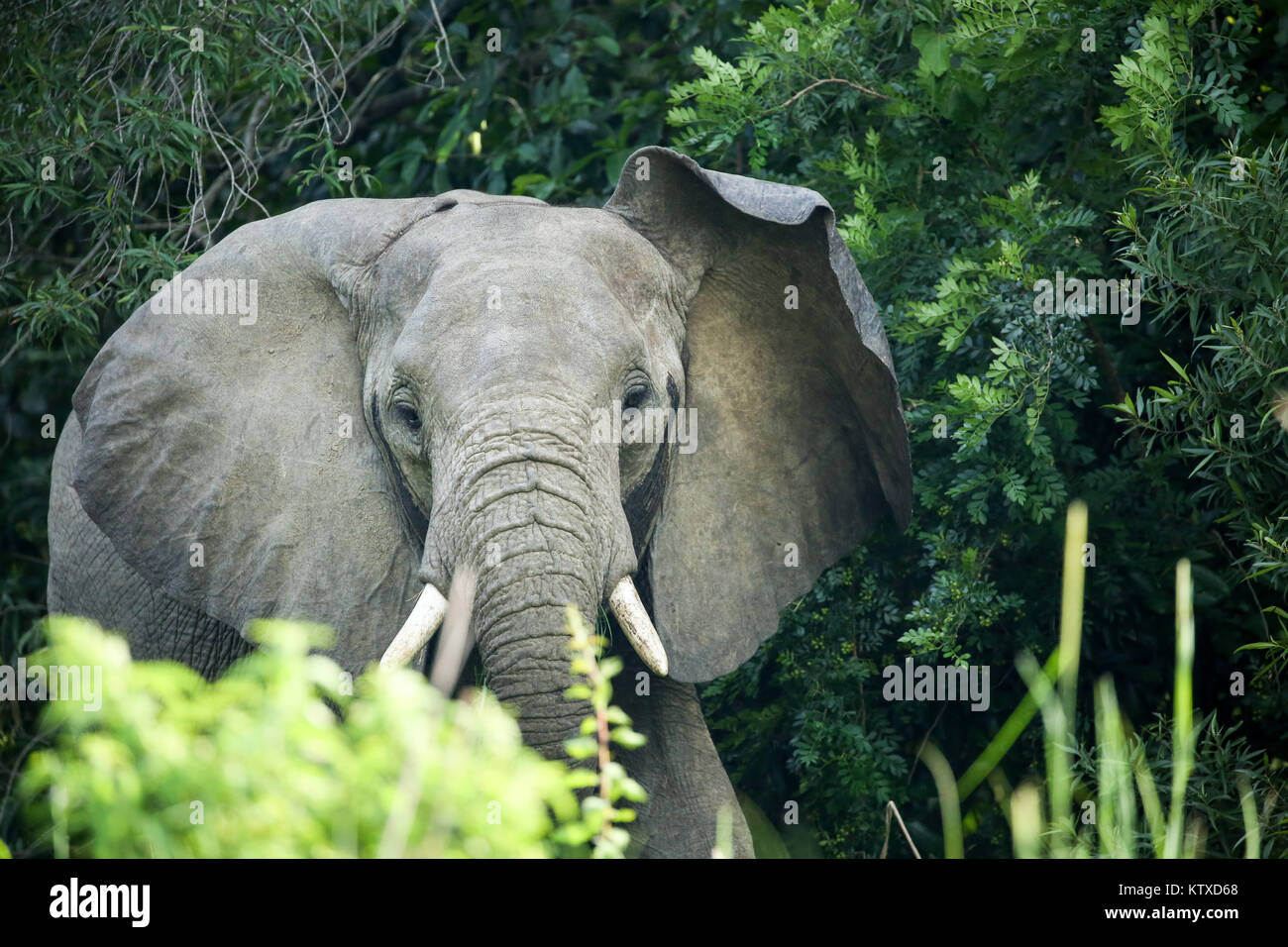 Angry elephant hi-res stock photography and images - Alamy