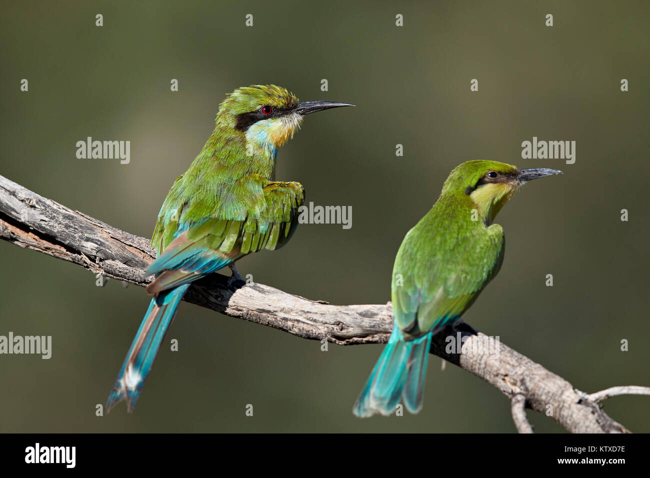 Juvenile Tree Swallow High Resolution Stock Photography and Images - Alamy