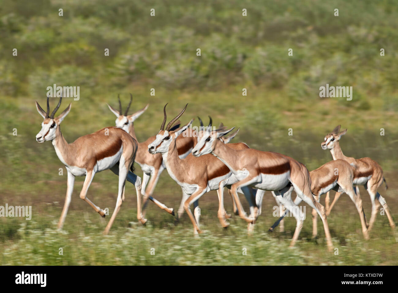 Springbok running hi-res stock photography and images - Alamy