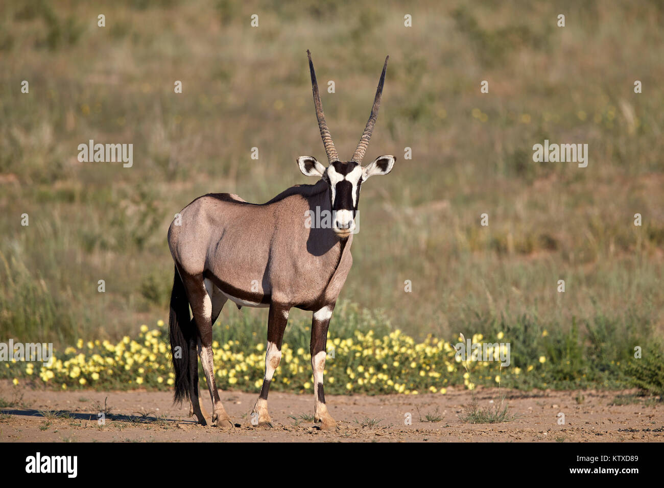 Gemsbok (South African Oryx) (Oryx gazella) buck, Kgalagadi ...