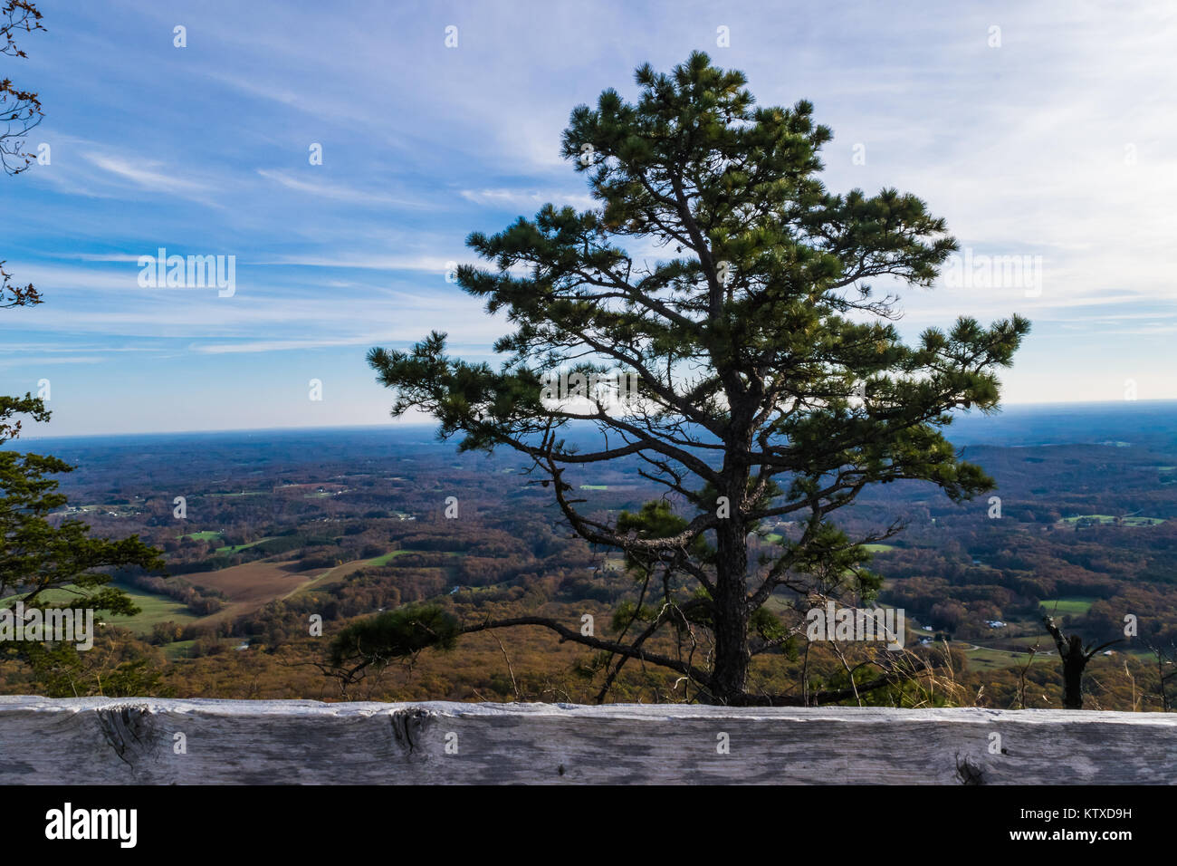 Single Tree with background of blue skies and rural landscape Stock ...