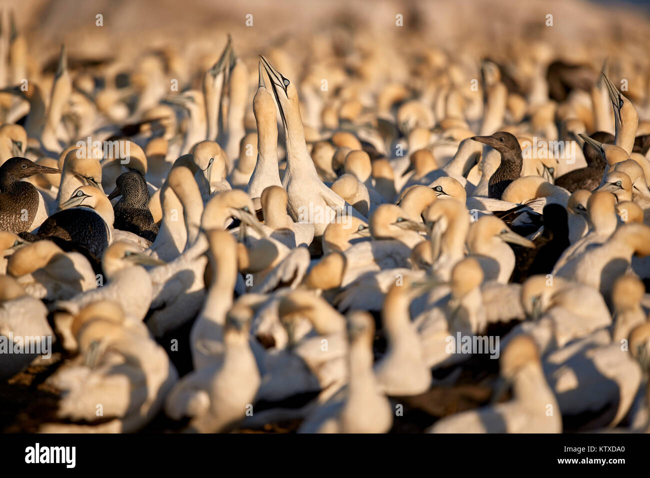 Cape Gannet (Morus capensis) colony, Bird Island, Lambert's Bay, South ...