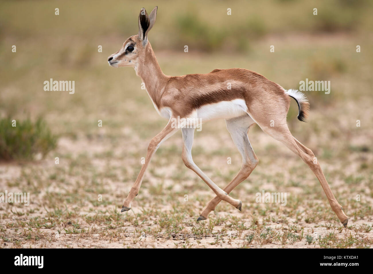 Springbok running hi-res stock photography and images - Alamy