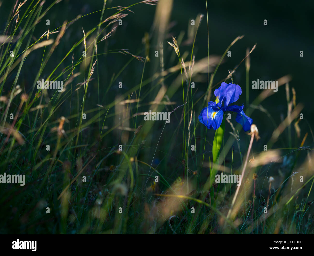 Lirio pirenaico lirio azul iris xiphioides hi-res stock photography and ...